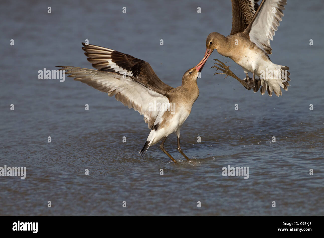 Limosa subspecies hi-res stock photography and images - Alamy