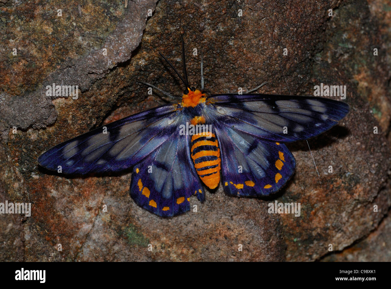 Moth australia hi-res stock photography and images - Alamy