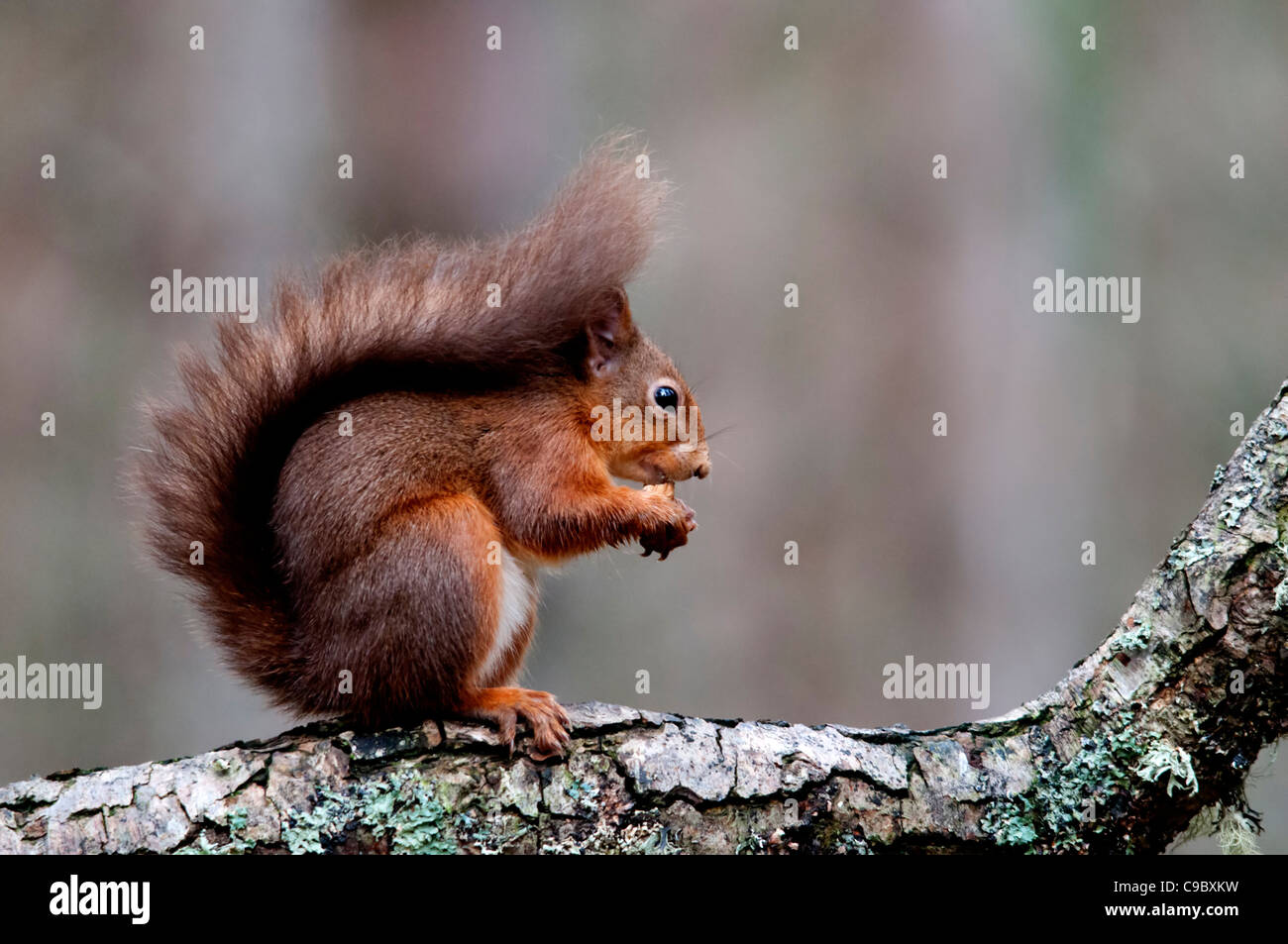 red squirrel sitting on a branch looking right Stock Photo - Alamy