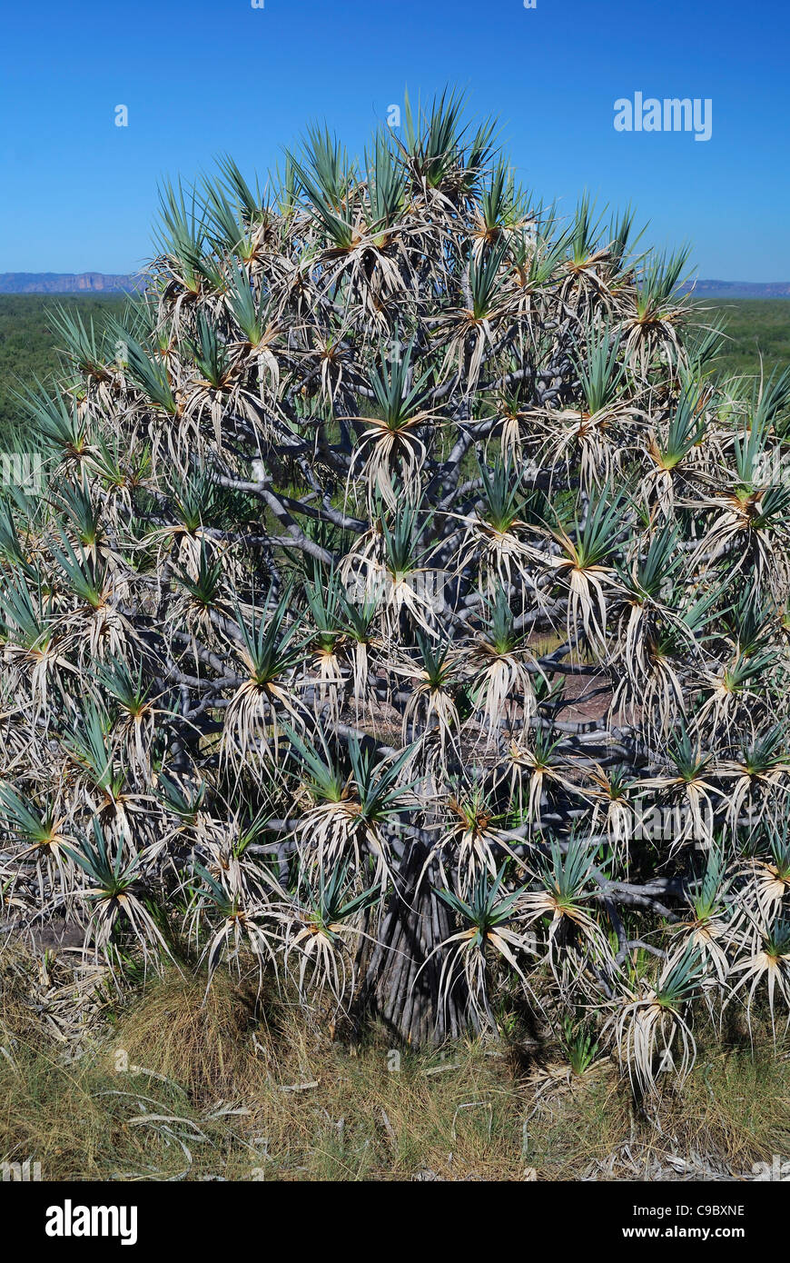 Sandstone Pandanus Pandanus basedowii Kakadu National Park Australia ...