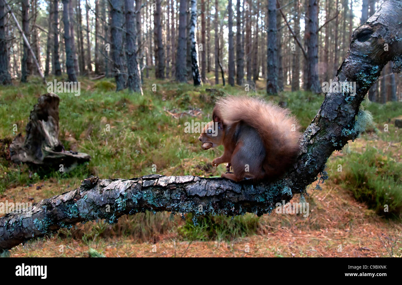 red squirrel sitting on a branch Stock Photo - Alamy