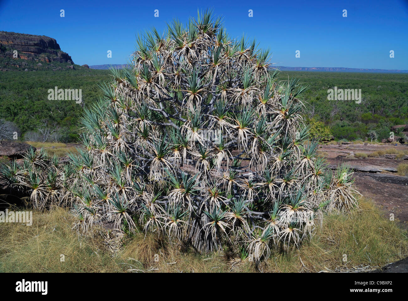 Sandstone Pandanus Pandanus basedowii Kakadu National Park Australia ...