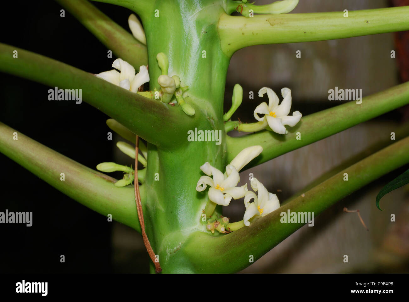 Paw Paw flowers Ubud Bali Indonesia Stock Photo - Alamy