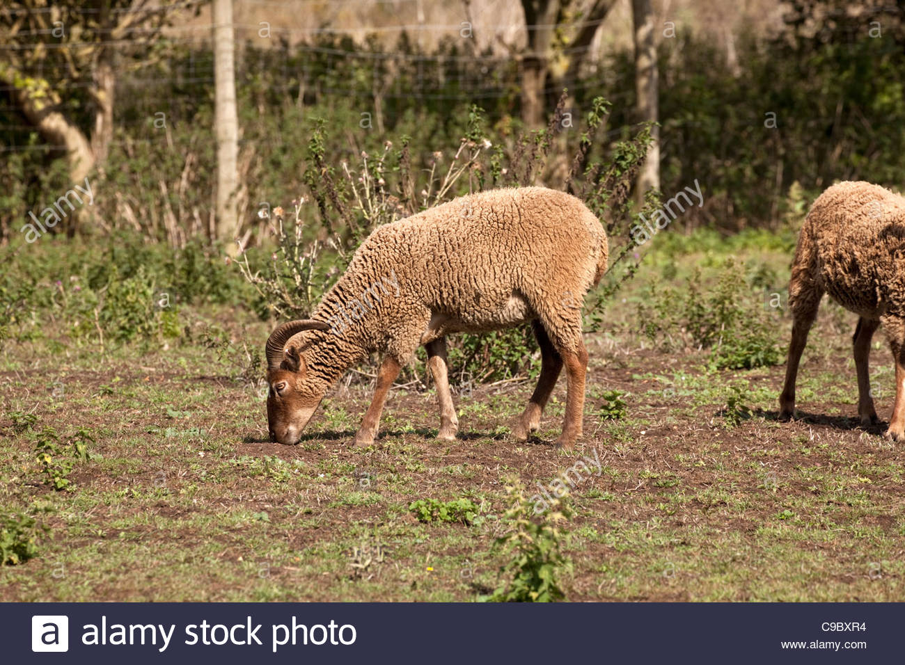 Soay Sheep High Resolution Stock Photography and Images - Alamy