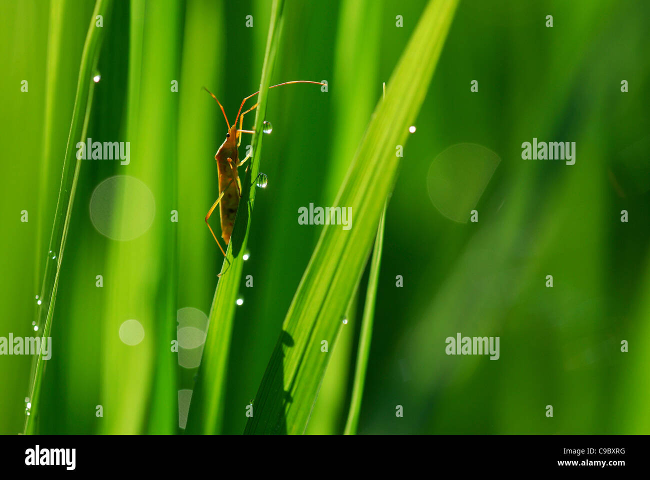 Rice pest hi-res stock photography and images - Alamy