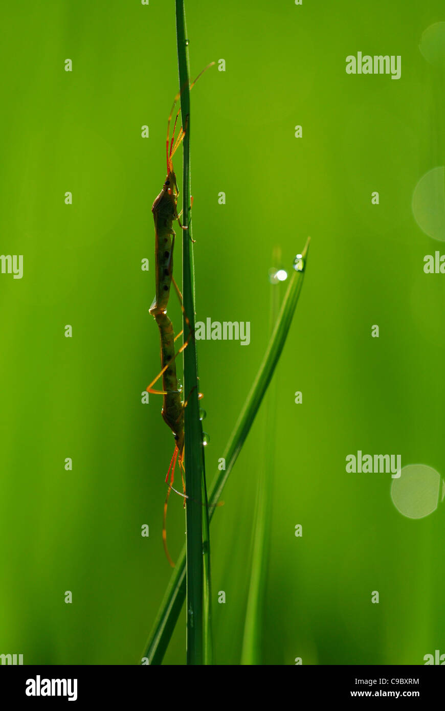 Rice pest hi-res stock photography and images - Alamy