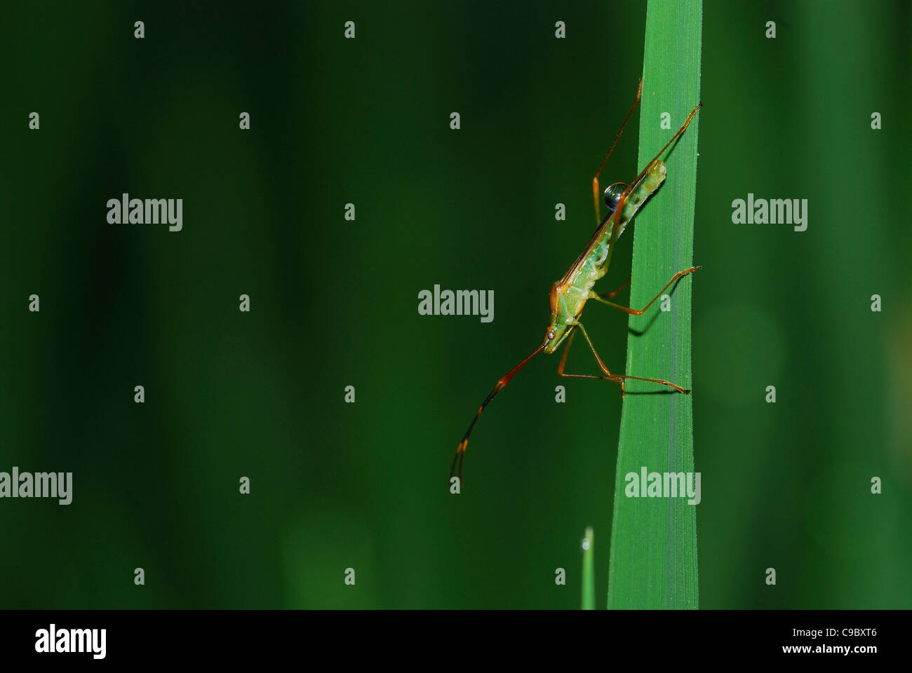 Leptocorisa sp hi-res stock photography and images - Alamy