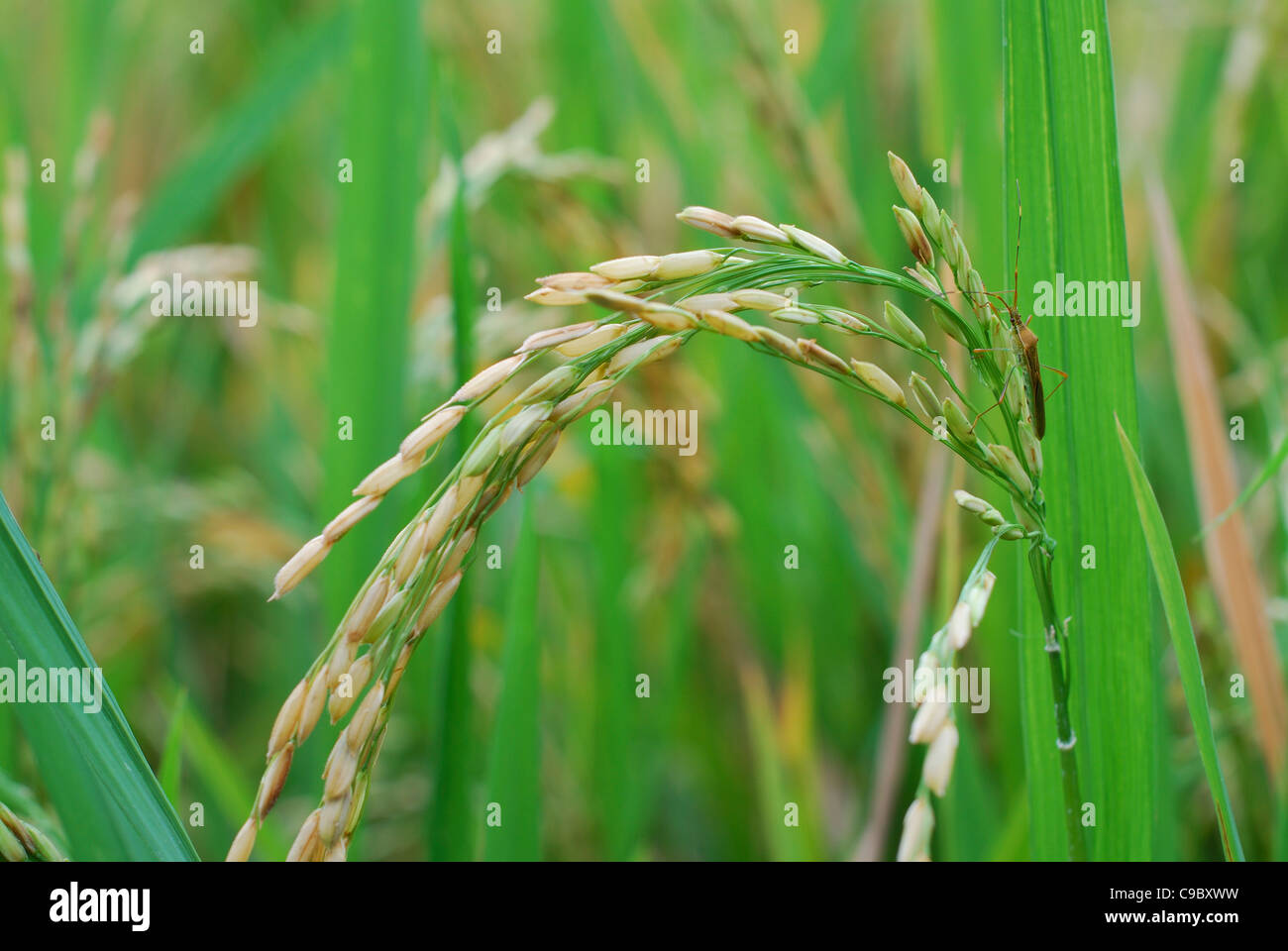 Rice seedhead Oryza sative with rice bug Leptocorisa Stock Photo - Alamy