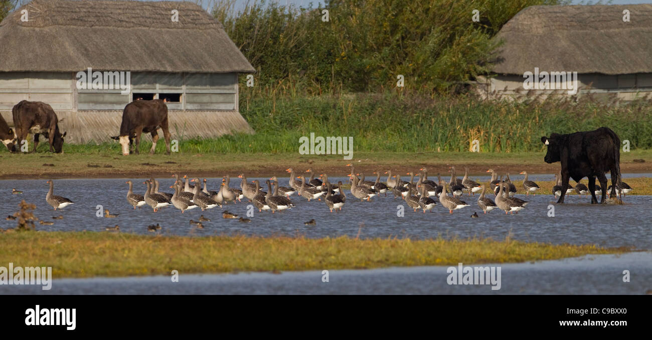 Cattle crossing lagoon at Cley nature reserve Norfolk Stock Photo - Alamy