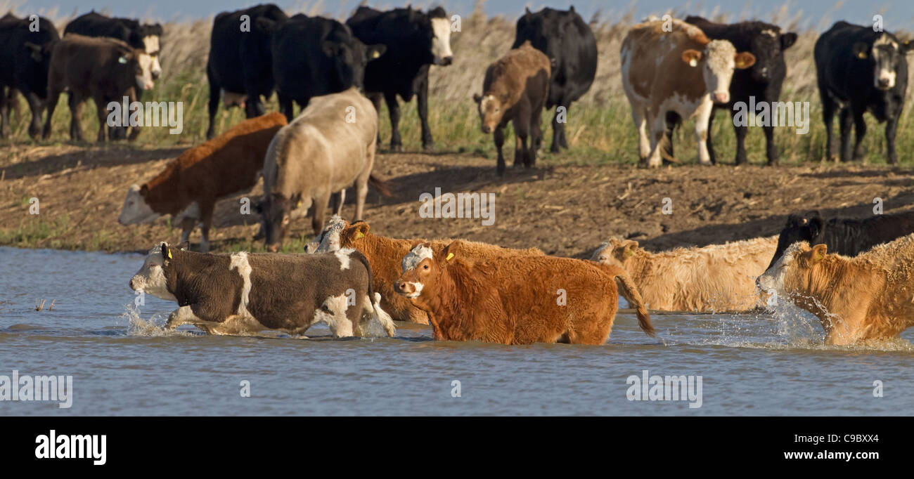 Cattle crossing lagoon at Cley nature reserve Norfolk Stock Photo - Alamy