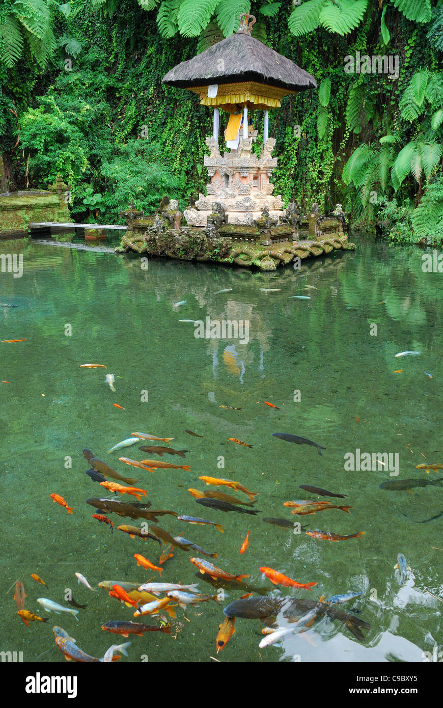 Carp spring pools Pura Tirta Empul Bali Indonesia Stock Photo - Alamy