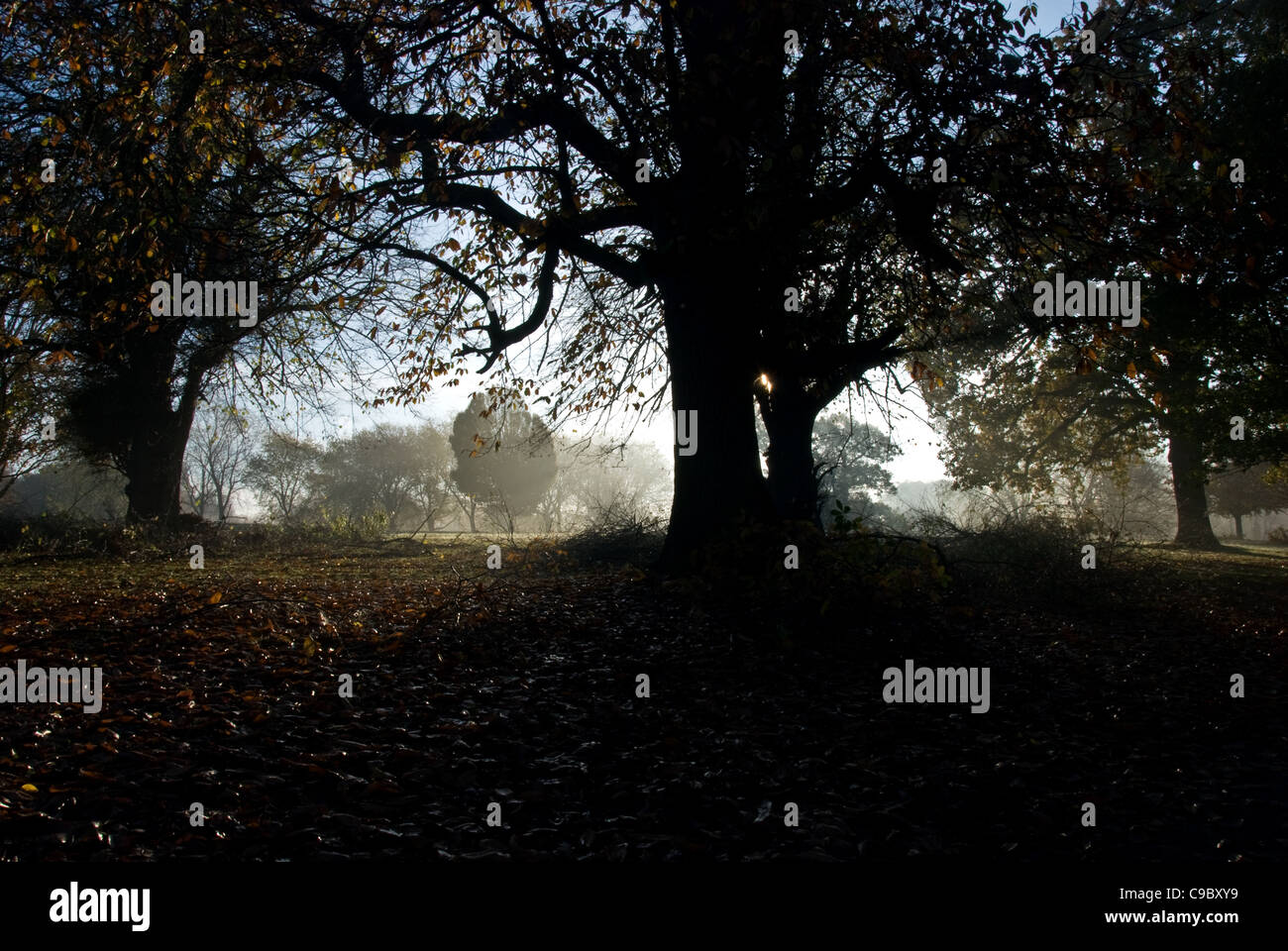 Dark early hi-res stock photography and images - Alamy