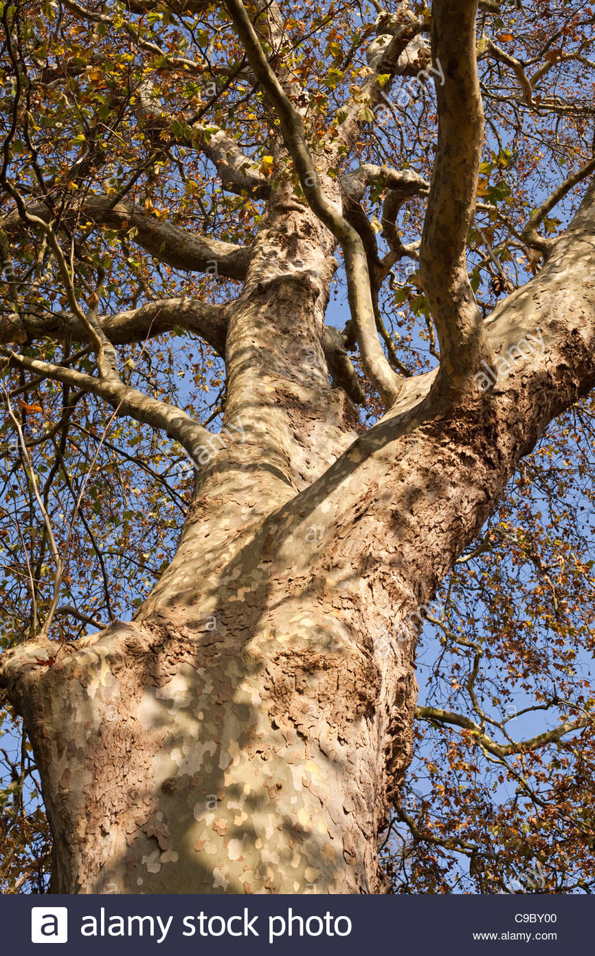 London Plane Tree Bark High Resolution Stock Photography and Images - Alamy