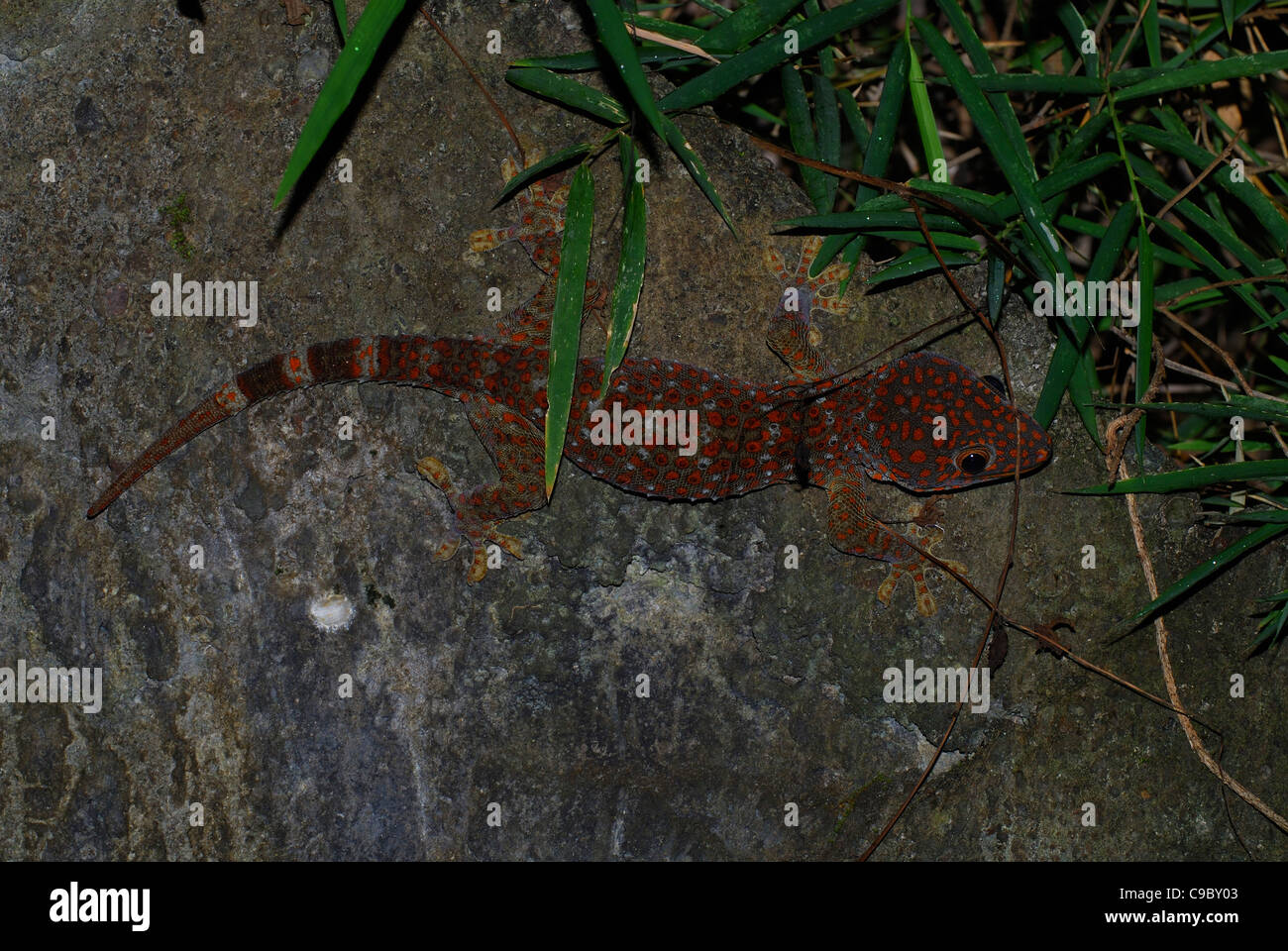 Tokay Gecko Gekko gecko Ubud Bali Indonesia Stock Photo - Alamy
