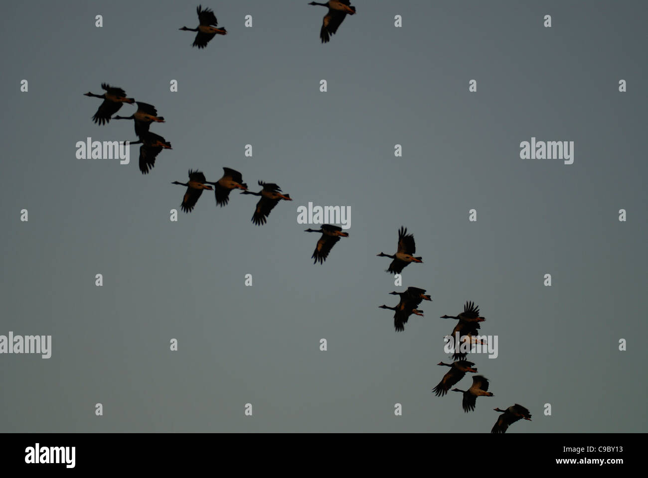 Kakadu Magpie Geese High Resolution Stock Photography and Images - Alamy