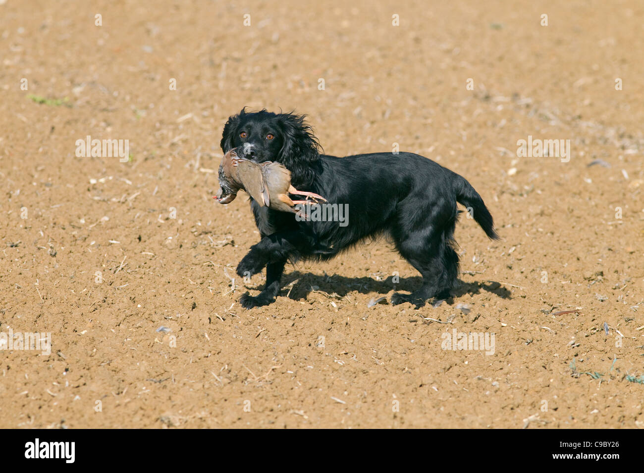 Canine scent work hi-res stock photography and images - Alamy