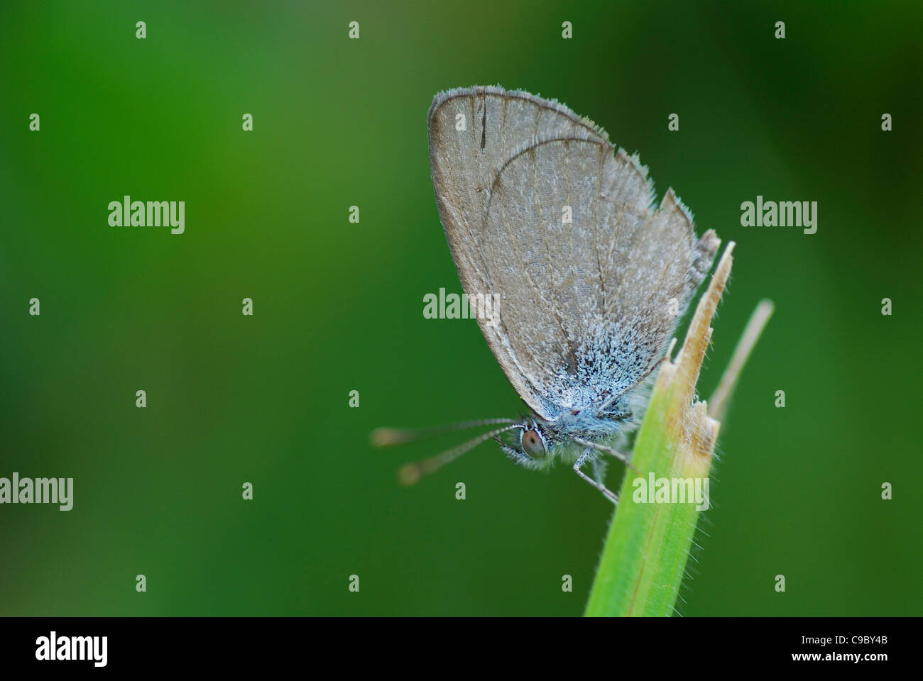 Common Grass Blue Butterfly Zizina labradus garden Canberra Stock Photo ...
