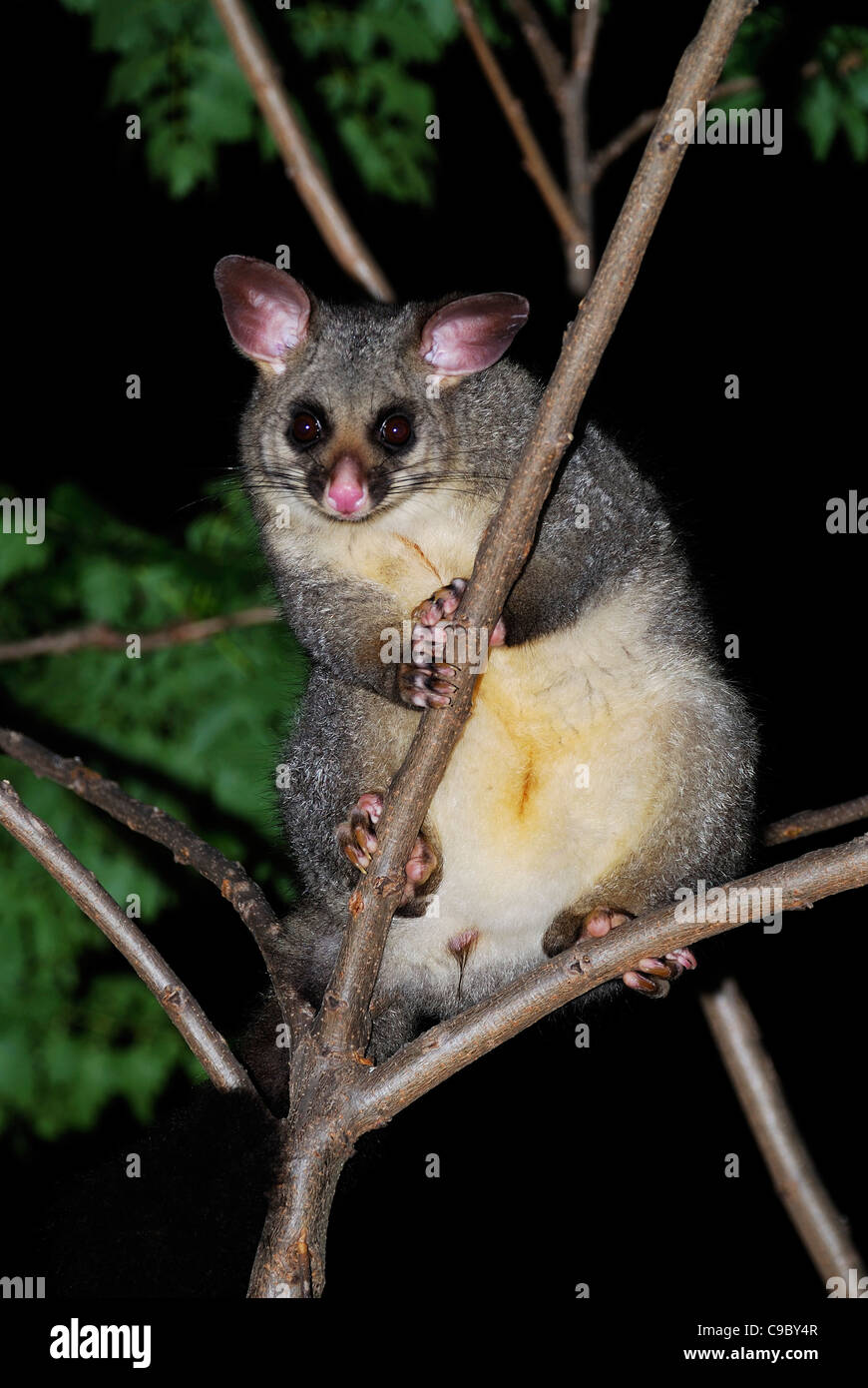 Common Brushtail Possum Trichosurus vulpecula suburban garden Canberra ...
