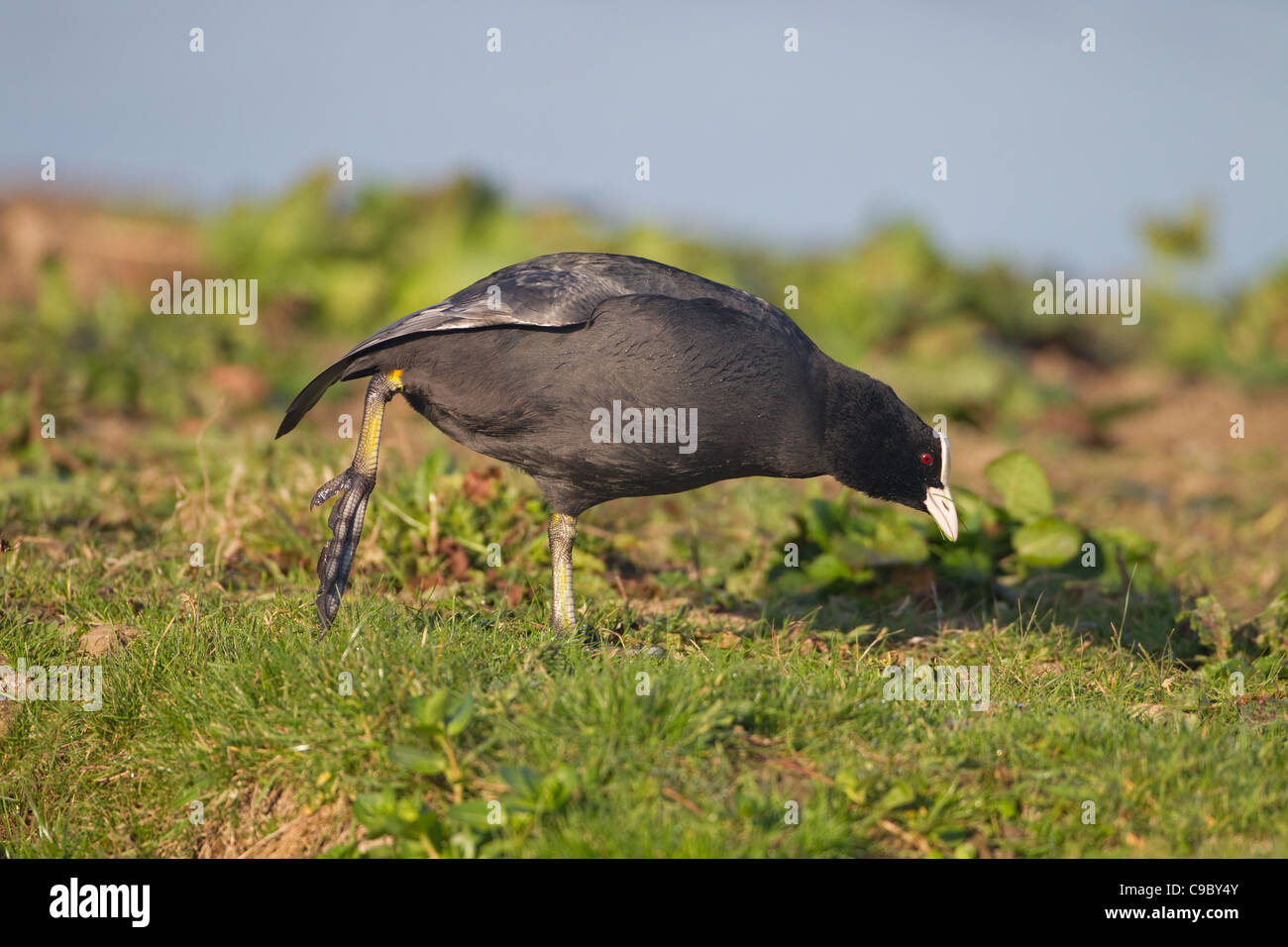 Coot Fulica atra Wing Stretching Stock Photo - Alamy