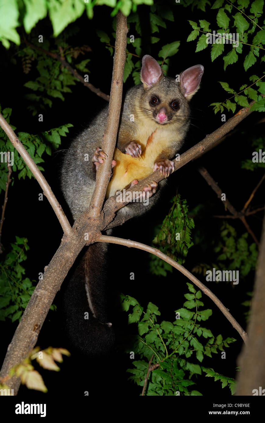 Common Brushtail Possum Trichosurus vulpecula suburban garden Canberra ...