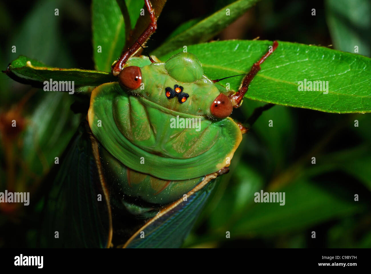 Green Grocer" Cicada Cyclochila australasiae green colour form Stock ...