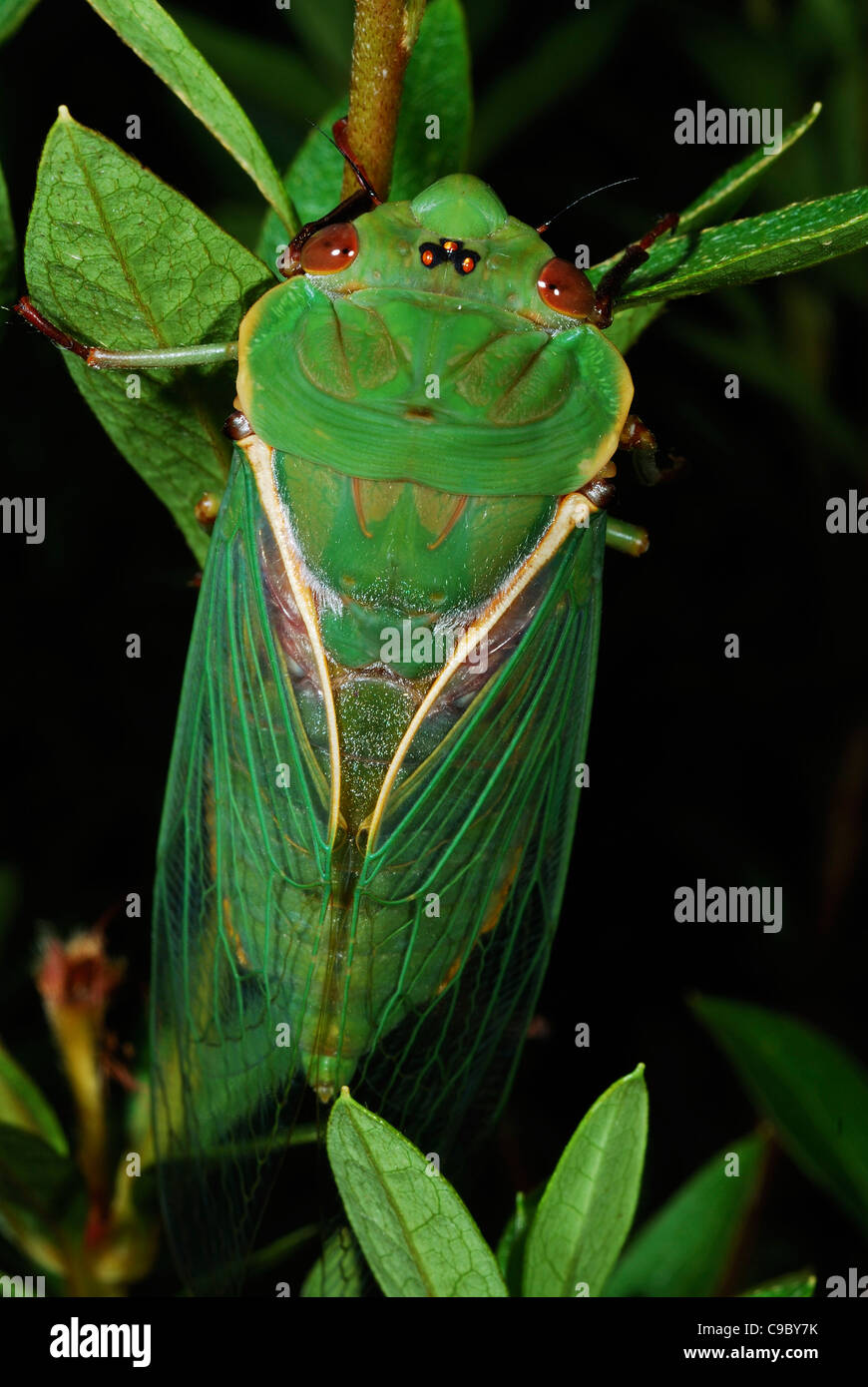 Green Grocer" Cicada Cyclochila australasiae green colour form Stock ...