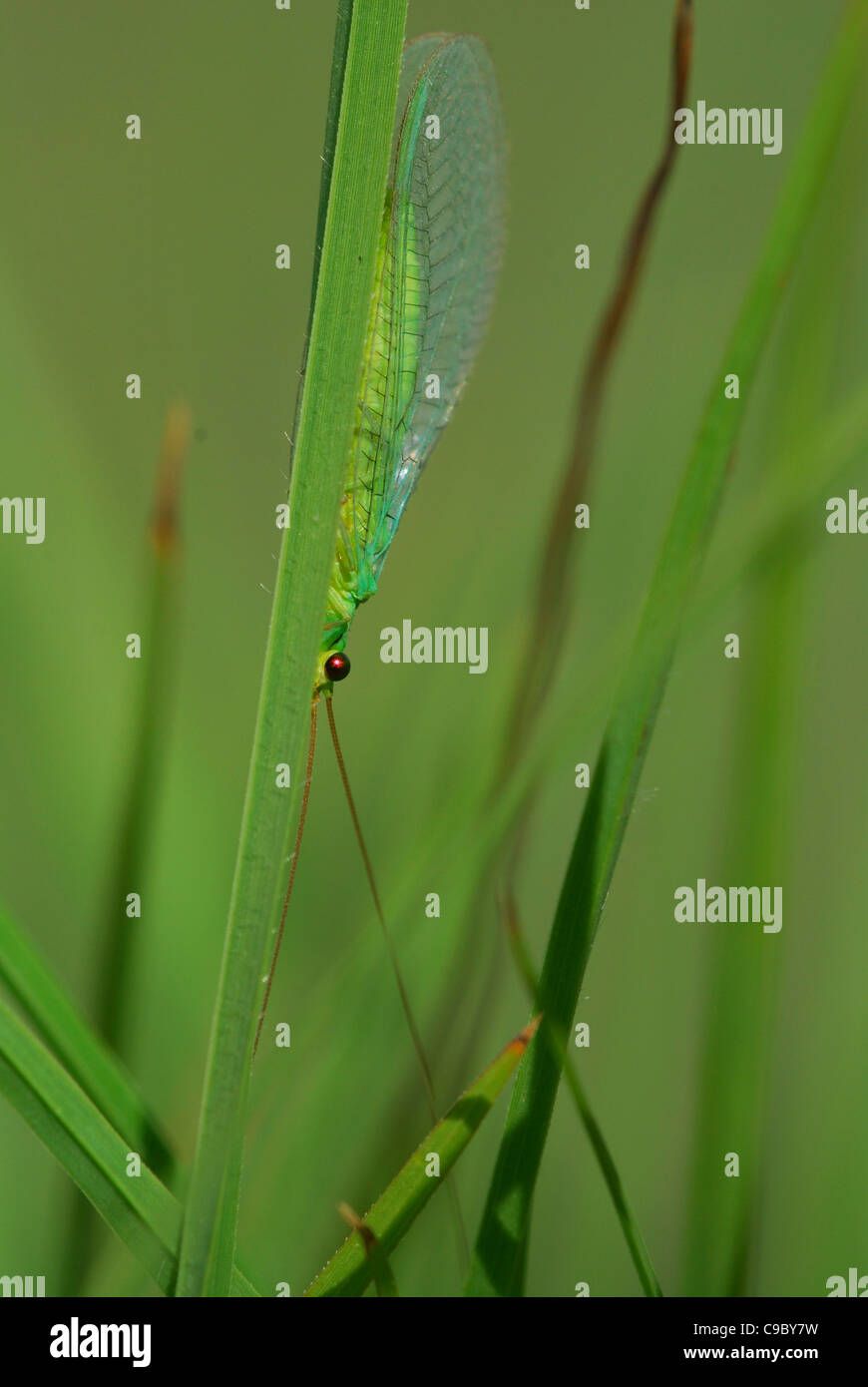 Bullen nature reserve hi-res stock photography and images - Alamy