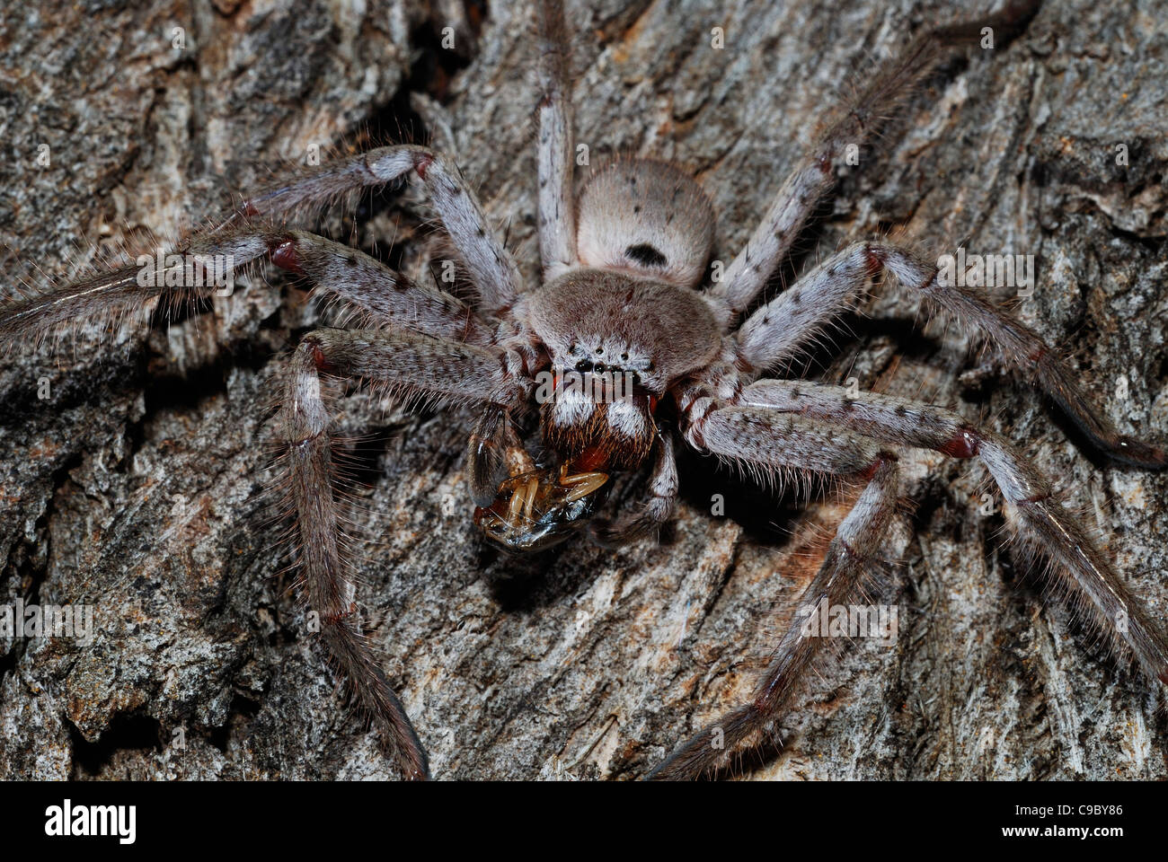 Huntsman Spider Holconia sp eating cockroach garden Canberra Stock ...