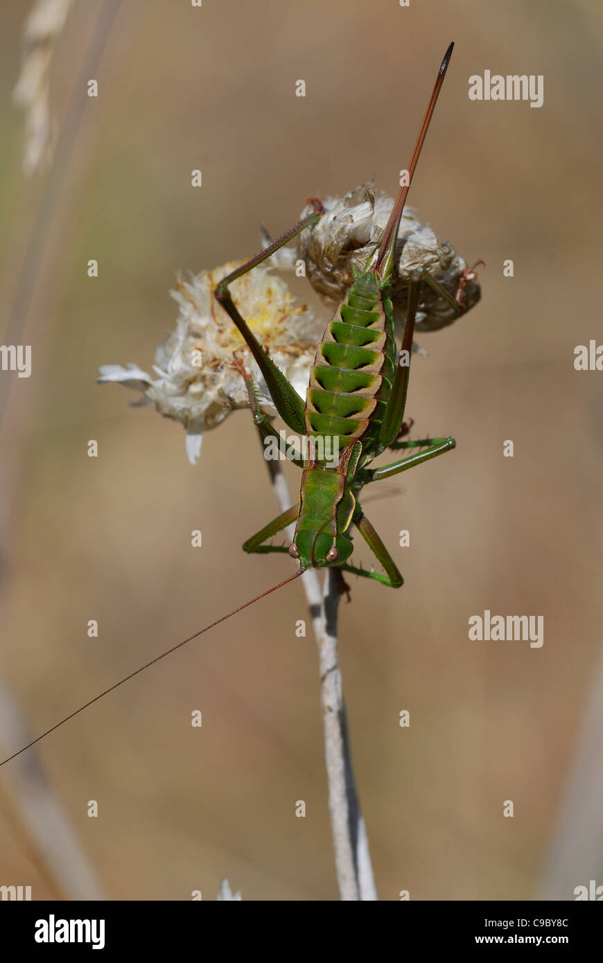 Shield backed hi-res stock photography and images - Alamy