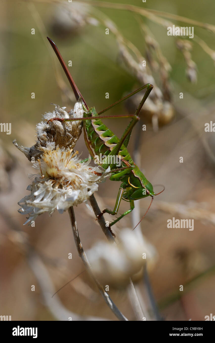 Shield-backed' Katydid female Chlorodectes sp. summit of Mt Stock Photo ...