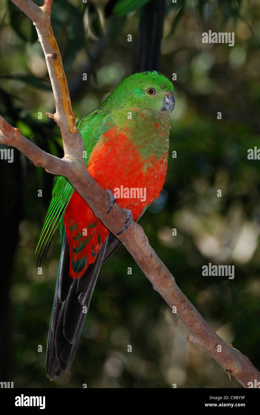 King Parrot female Alisterus scapularis New South Wales Stock Photo - Alamy
