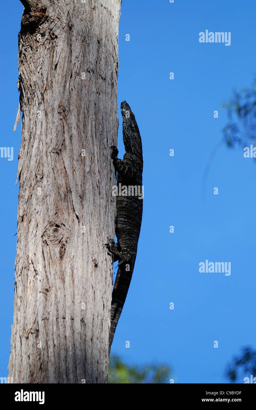Lace Monitor Varanus varius climbing tree Deua National Stock Photo - Alamy