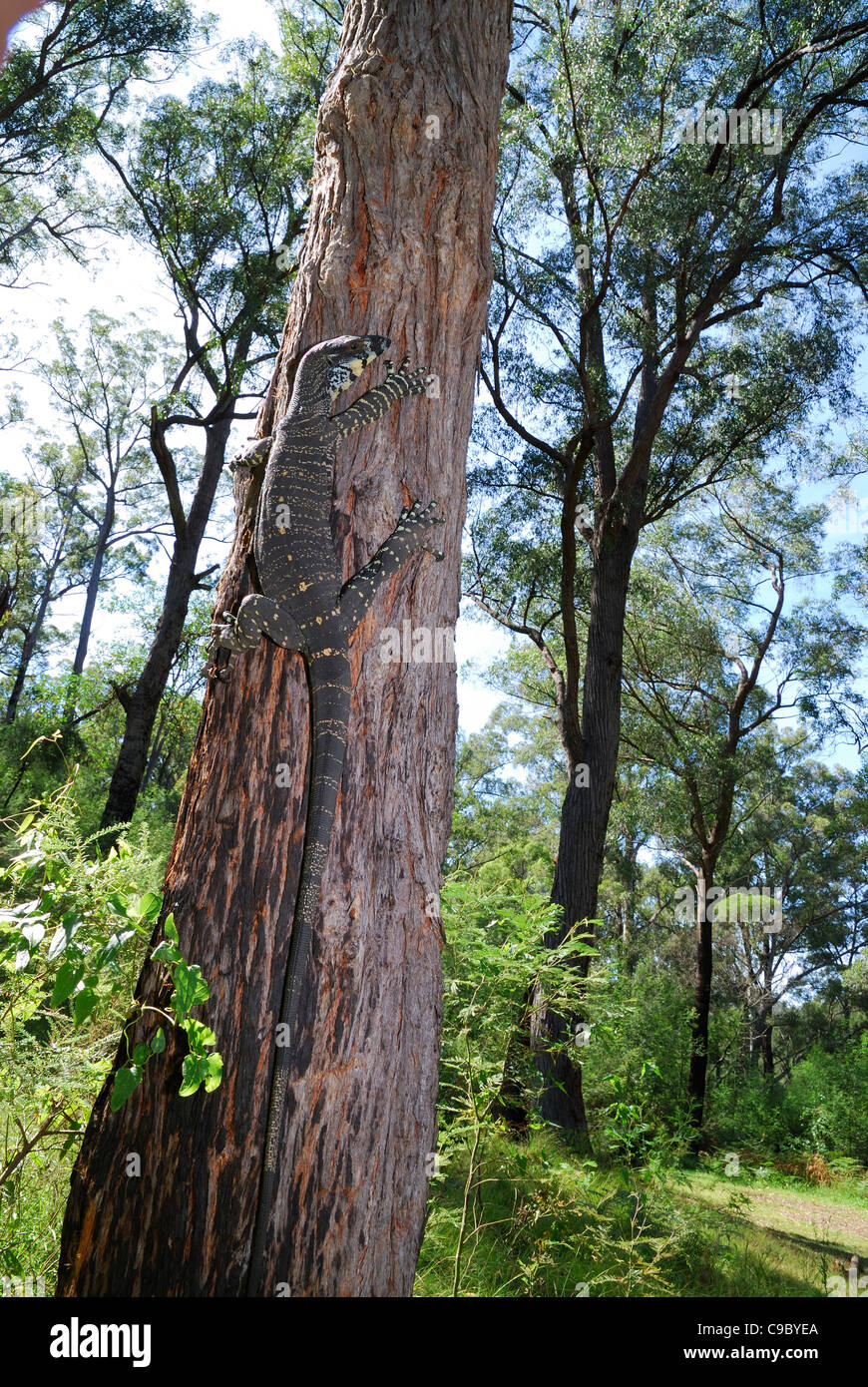 Lace Monitor Varanus varius climbing tree Deua National Stock Photo - Alamy