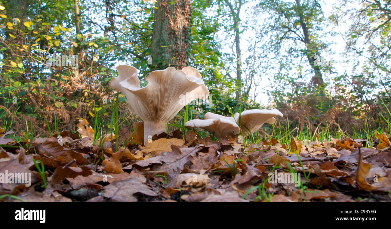 Clouded Agaric Toadstool (Clitocybe nebularis) fungi fungus Stock Photo ...