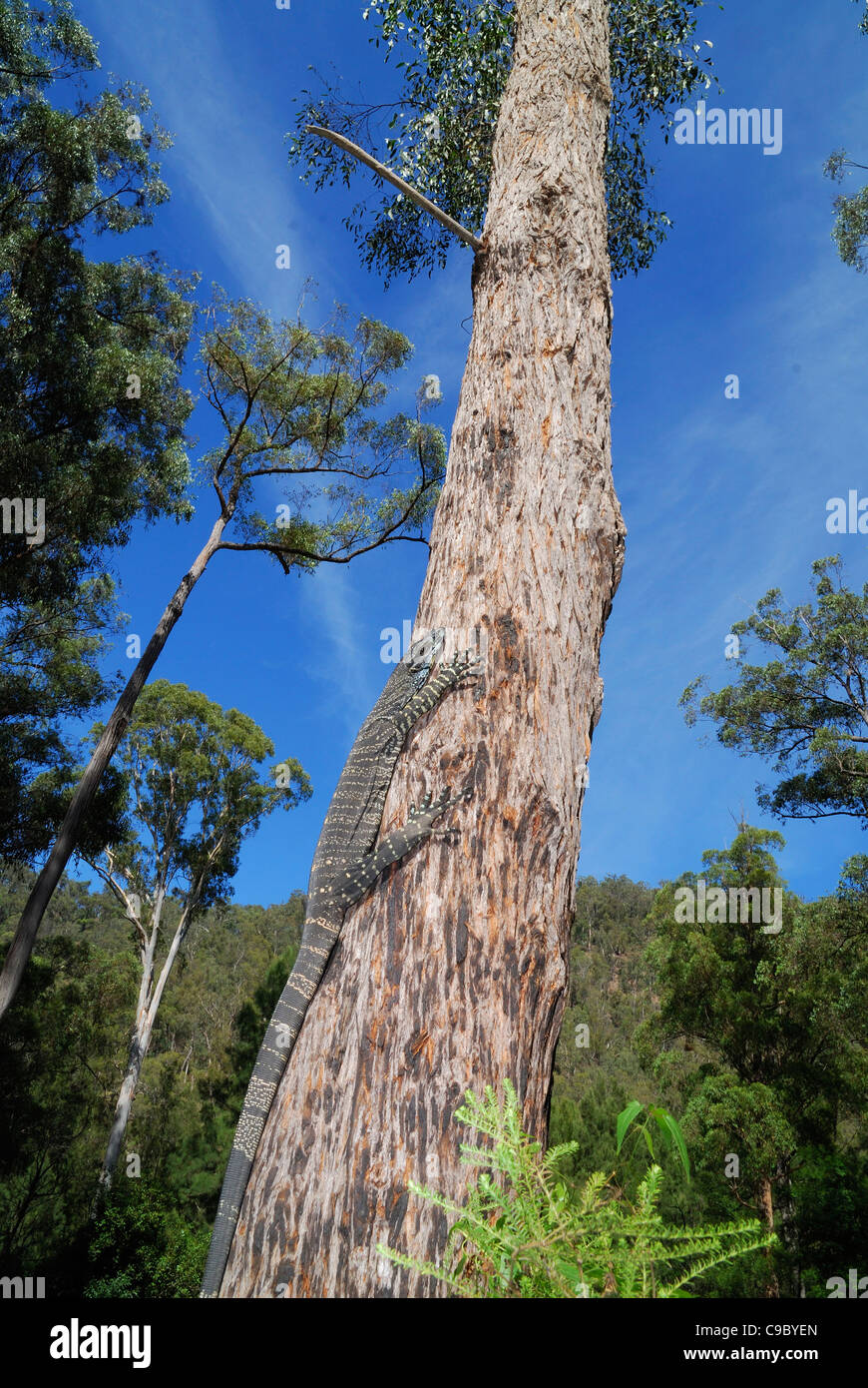 Lace Monitor Varanus varius climbing tree Deua National Stock Photo - Alamy