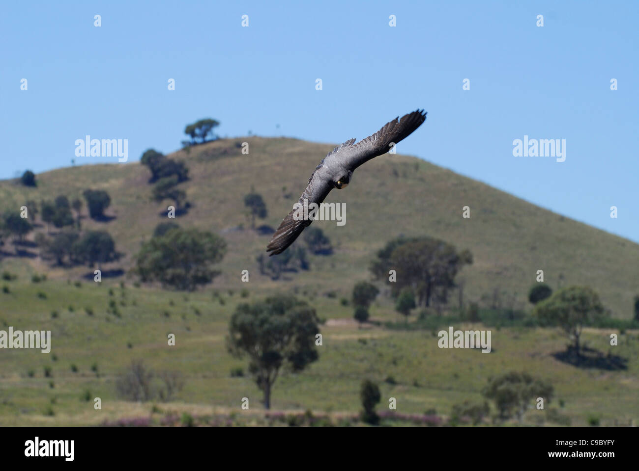 Peregrine Falcon female Falco peregrinus Bullen Range Nature Stock ...