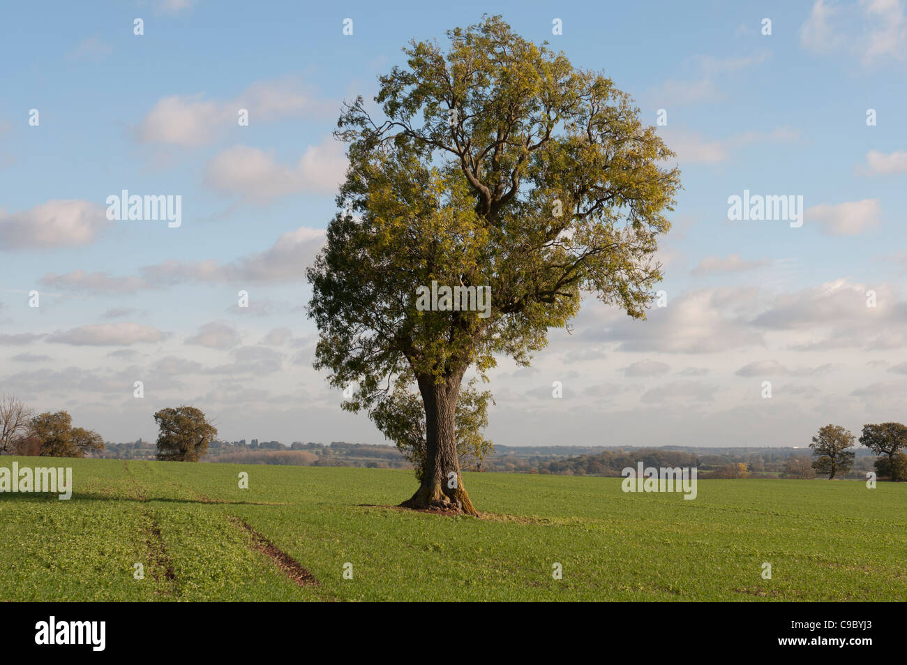 Ash trees uk hi-res stock photography and images - Alamy