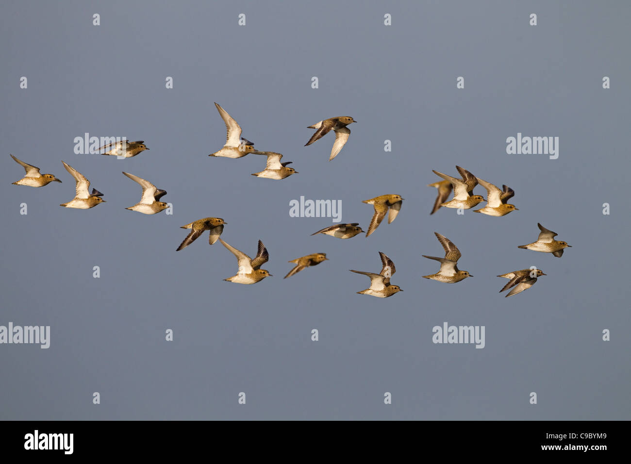 Golden Plover Pluvialis apricaria flock in flight over Cley nature ...