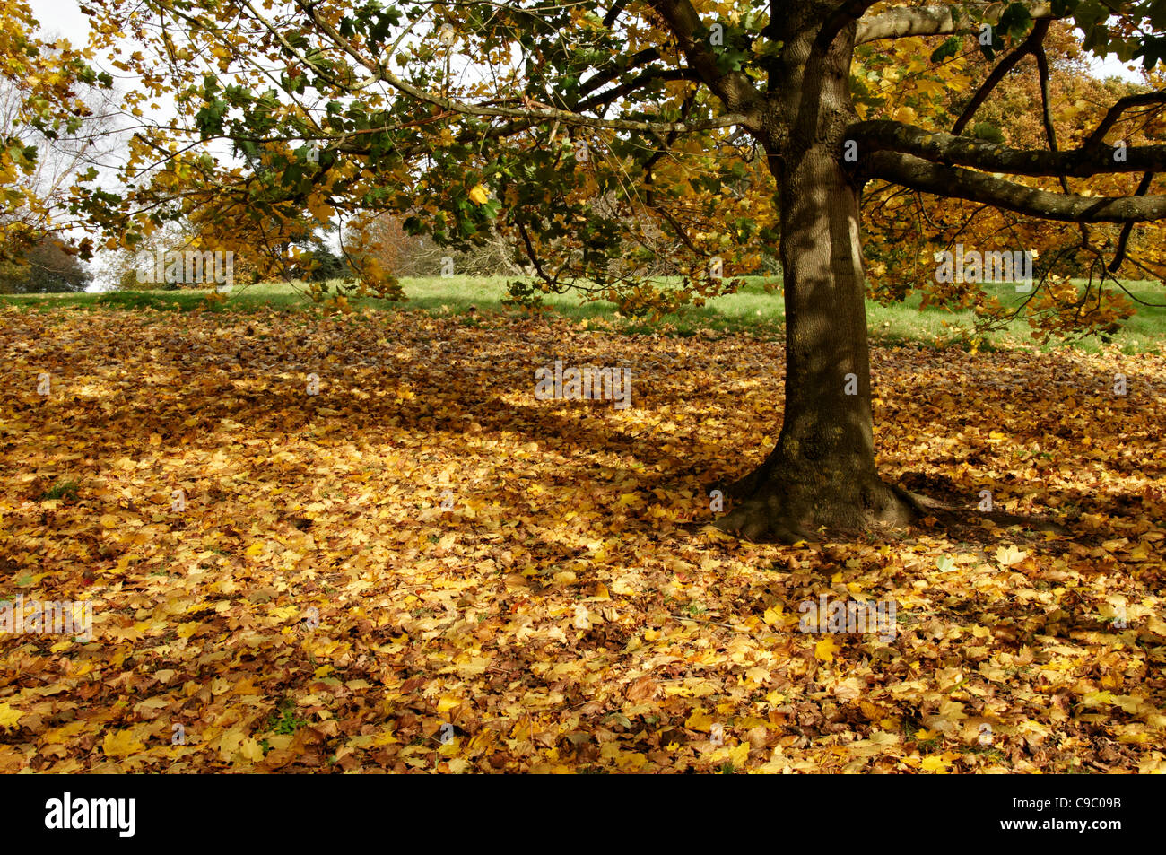 Trees in a park in Autumn Stock Photo - Alamy
