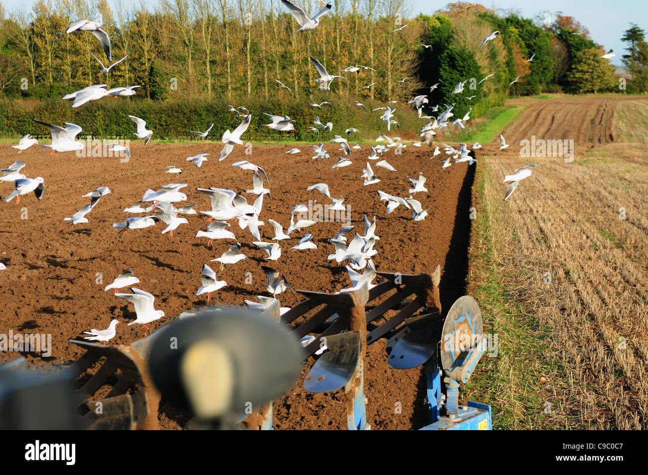 Manual ploughing hi-res stock photography and images - Alamy