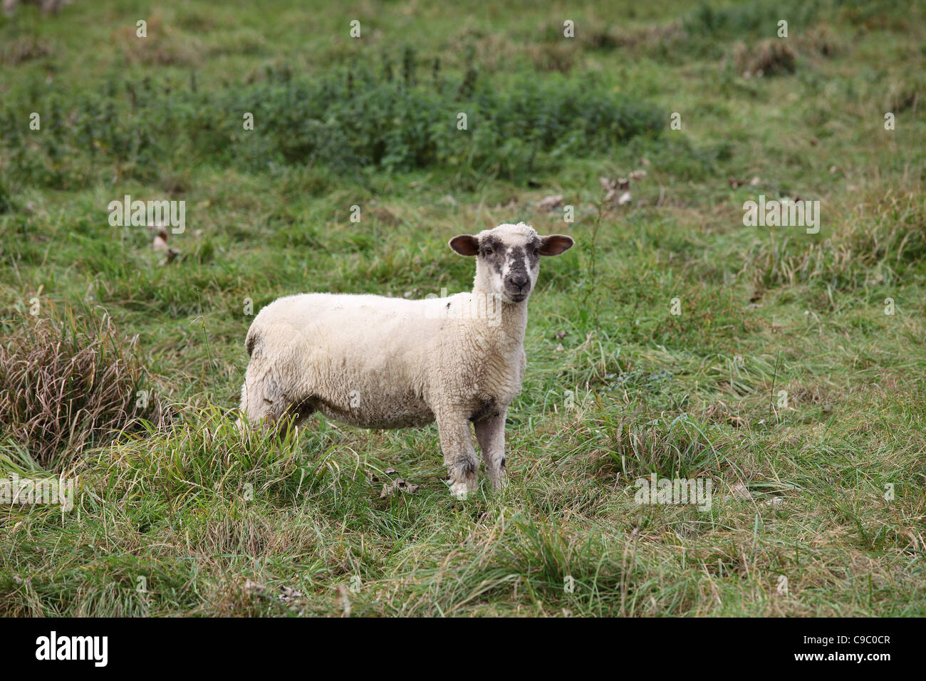 Lamb in field Stock Photo - Alamy