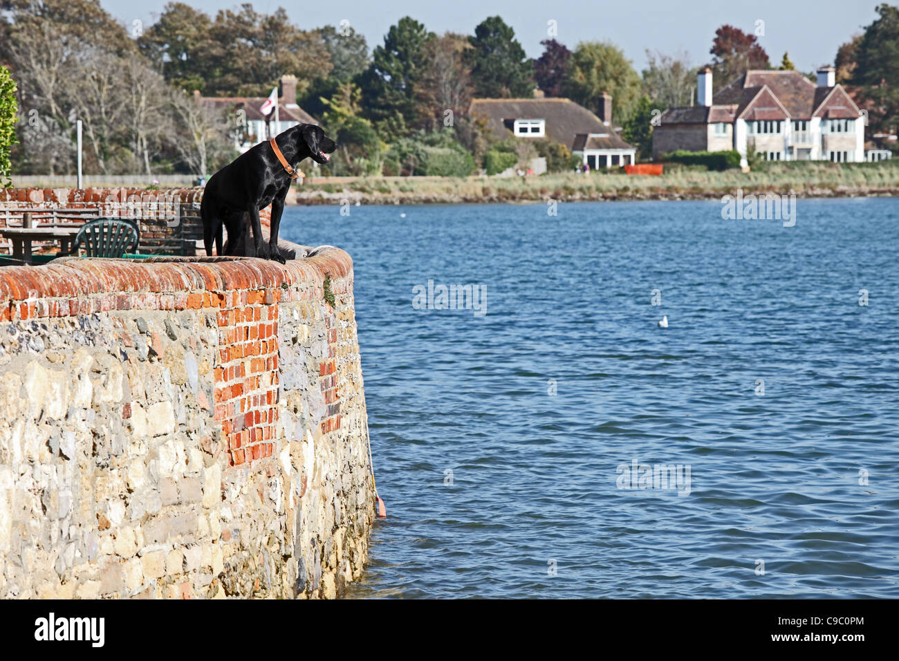 Labrador dog looking out to sea for its master to return Bosham Harbour ...