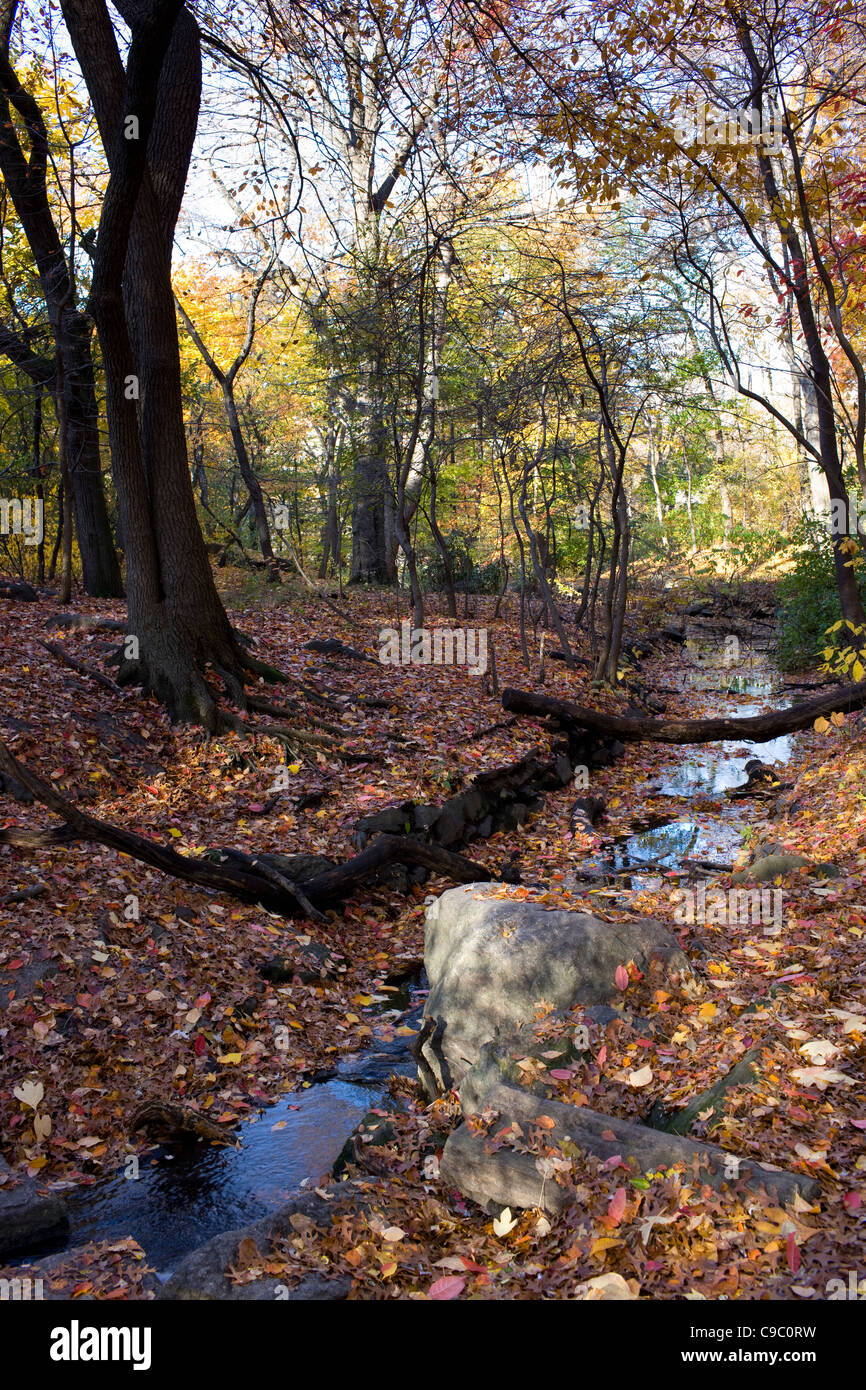 Fall scene of the Gill in the Ramble of New York's Central Park Stock ...
