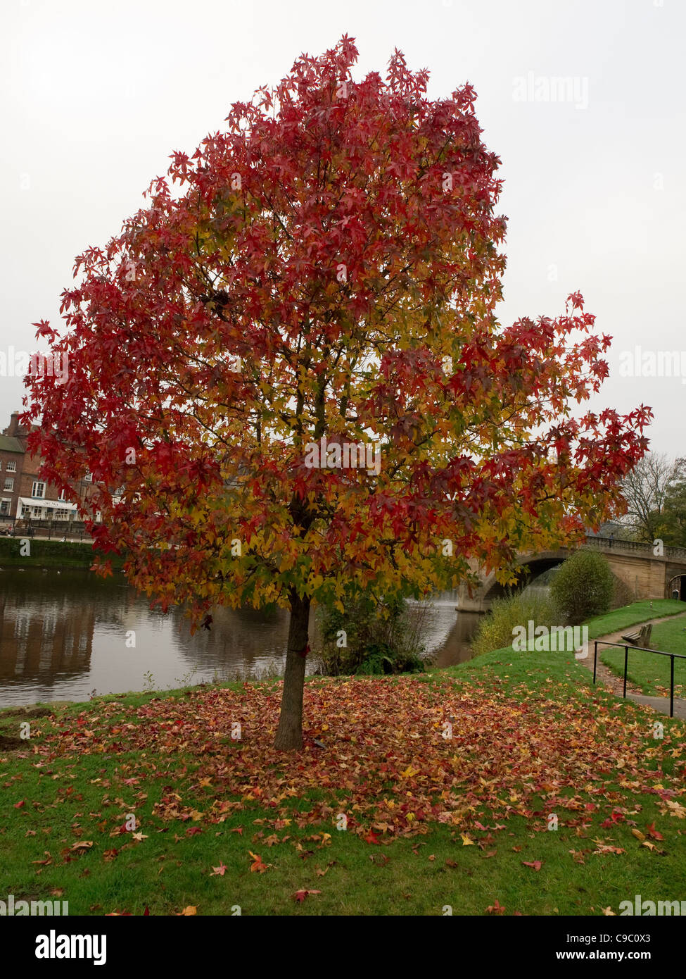 White poplar tree hi-res stock photography and images - Alamy