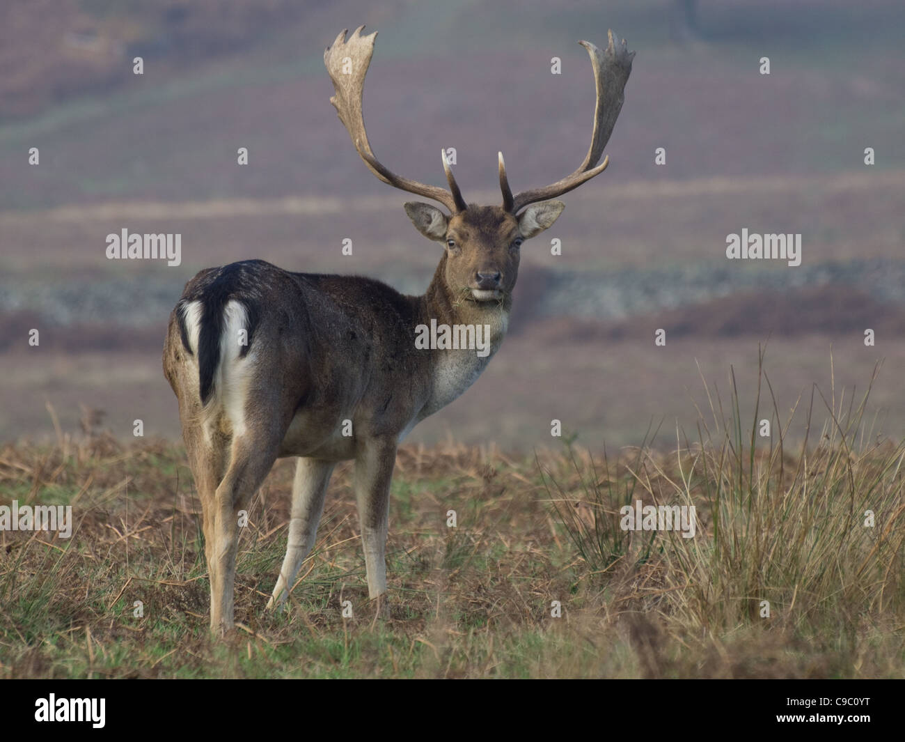 Fallow ground hi-res stock photography and images - Alamy