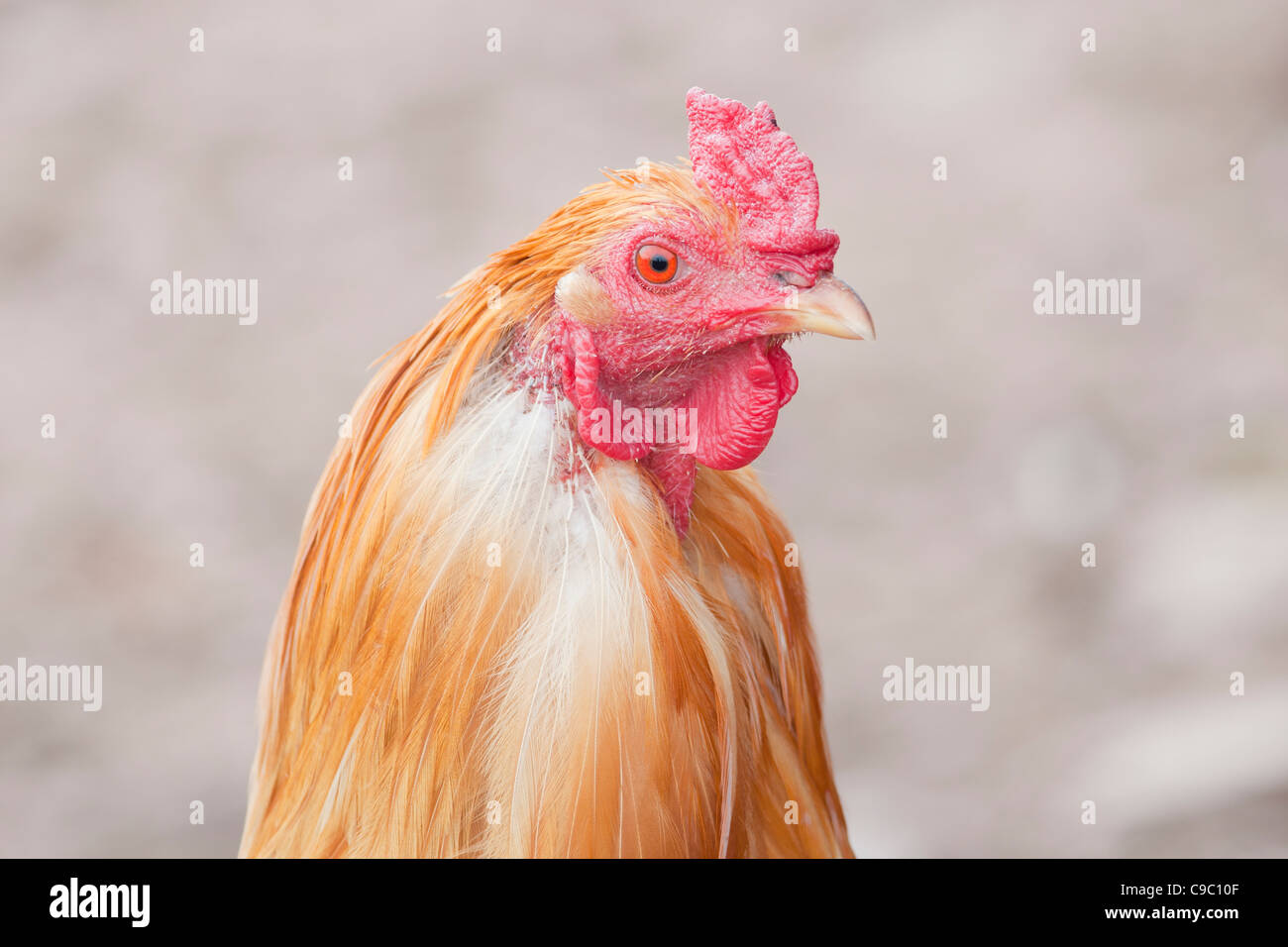 Portrait of a Chicken Stock Photo - Alamy