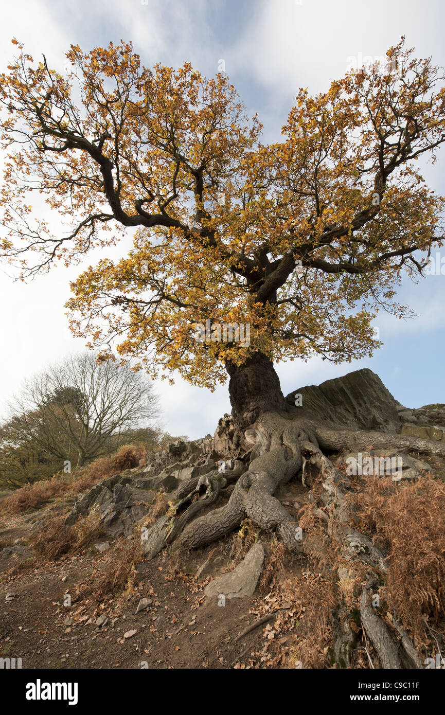 Oak tree root system hi-res stock photography and images - Alamy