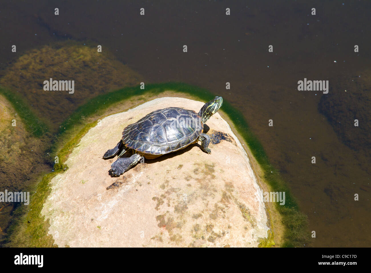 Turtle rock hi-res stock photography and images - Alamy