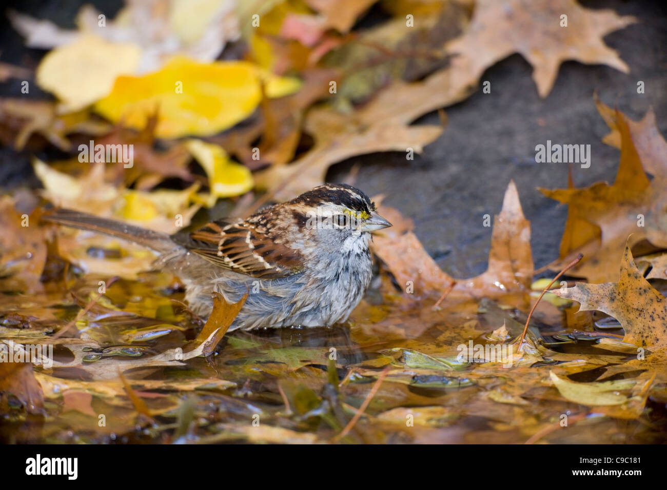 White tan morph sparrow hi-res stock photography and images - Alamy