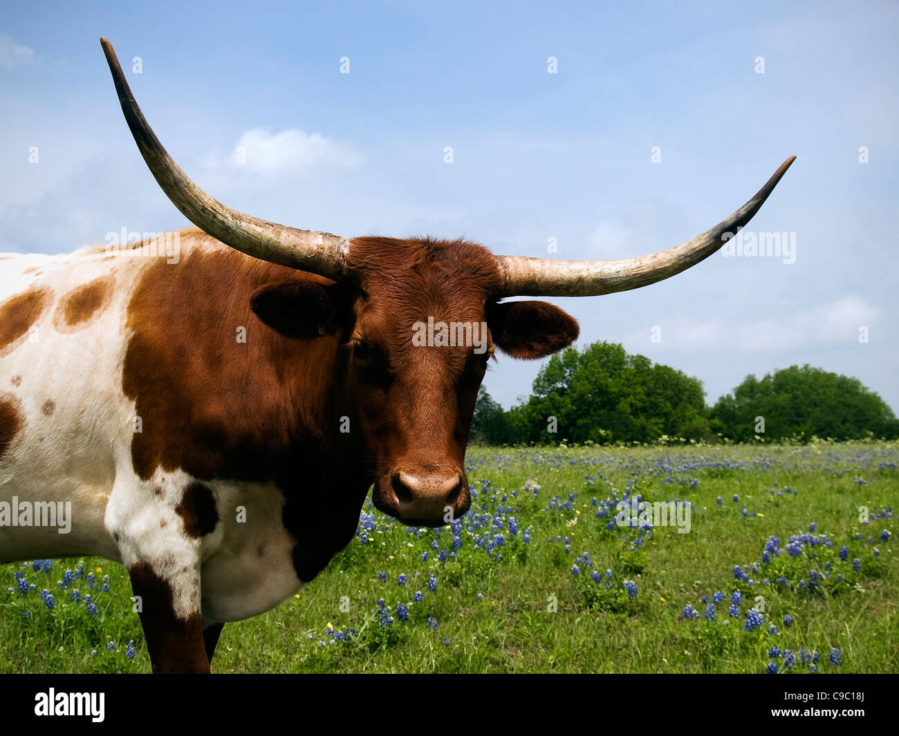 Vaca Texas Longhorns Datei:Vaca Cachena Coles.jpg – Wikipedia